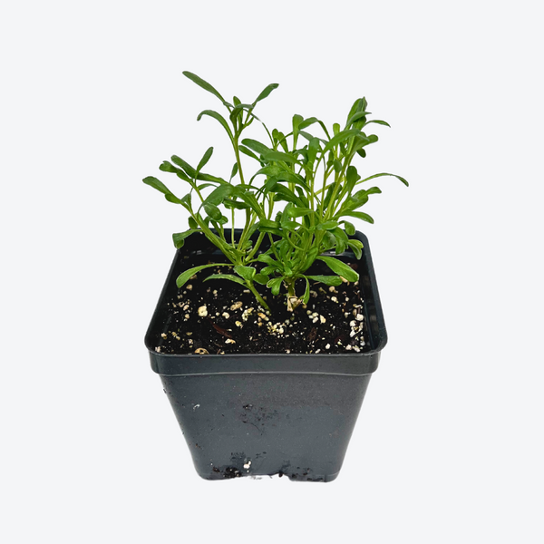 Iberis 'First Flush Lavender' Plants for Sale | The Growers Exchange