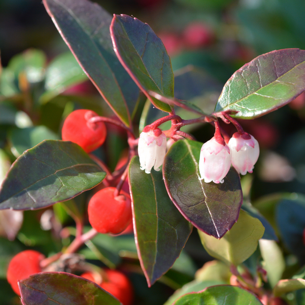 Wintergreen Plant Amazon.com : Creeping Wintergreen Seeds Gaultheria