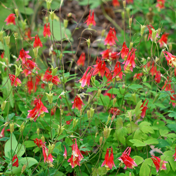 Red Wild Columbine Plants for Sale | Aquilegia canadensis | The Growers ...