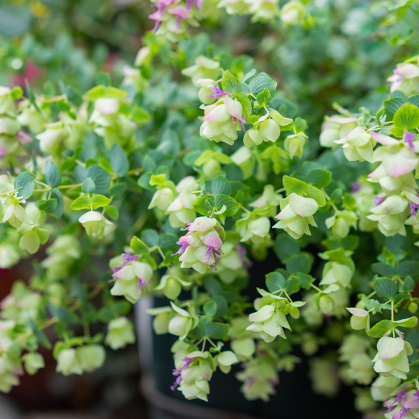 Oregano 'Kent Beauty' Plants For Sale | The Growers Exchange