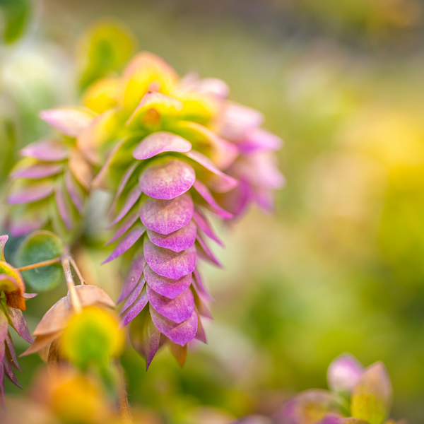 Oregano 'Kent Beauty' Plants For Sale | The Growers Exchange