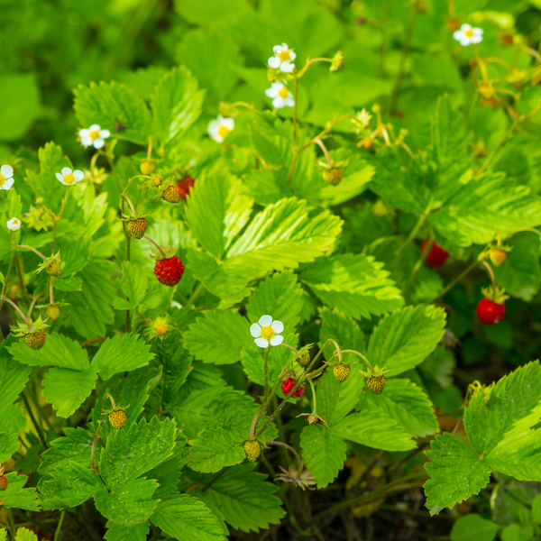 Alpine Strawberry Plants For Sale | Fragaria Vesca 'Alexandria'