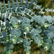 Baby Blue Eucalyptus Plants for Sale – The Growers Exchange