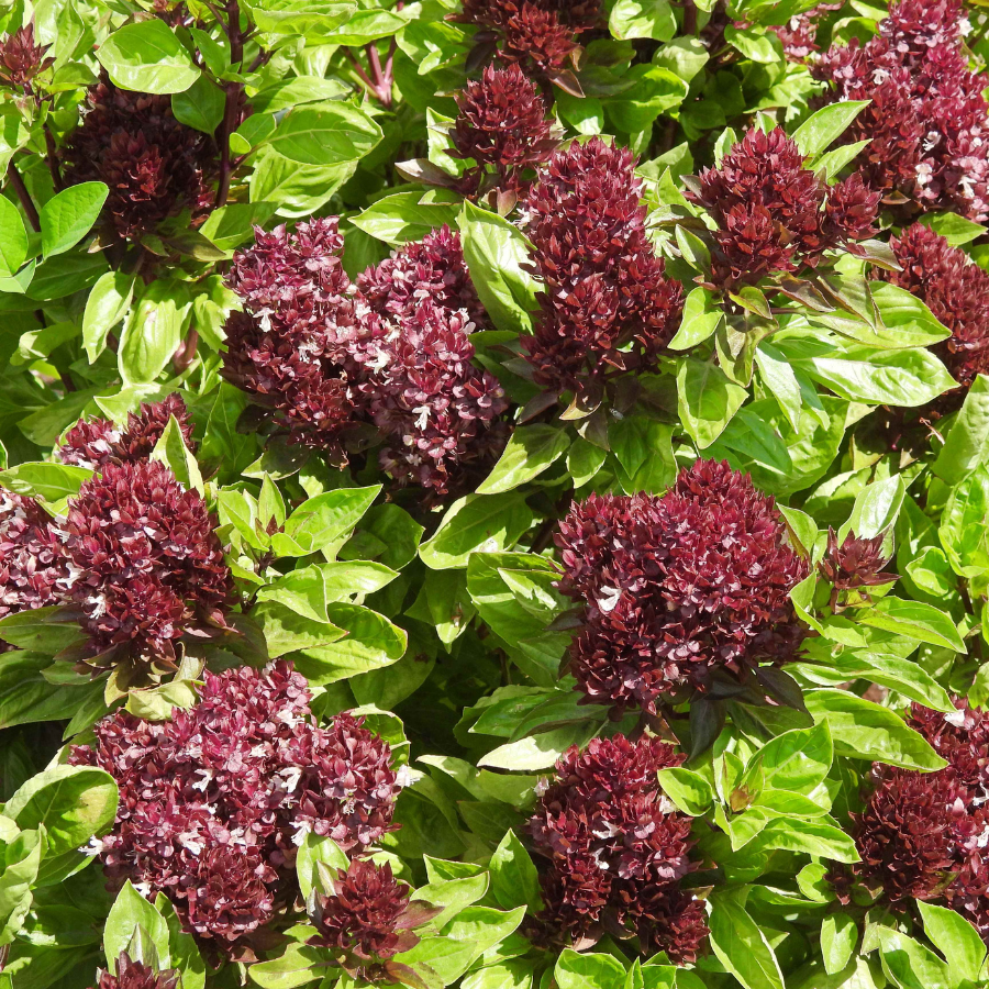 Basil Cardinal Plants For Sale | Ocimum Basillicum | The Growers Exchange