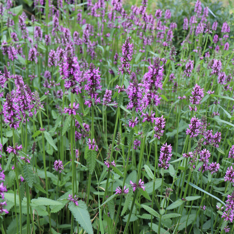 Betony Plants For Sale | Stachys Officianalis