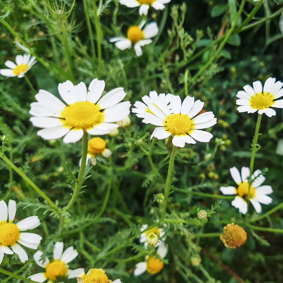 Chamomile Plants & Herbs for Sales | The Growers Exchange