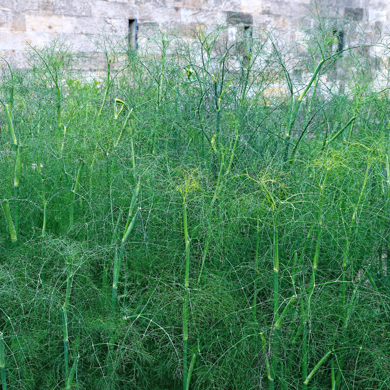 Green Fennel Plants For Sale | Foeniculum vulgare | The Growers Exchange
