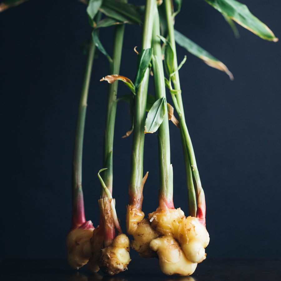 Ginger Plants For Sale | Zingiber officinale | Growers Exchange – The ...