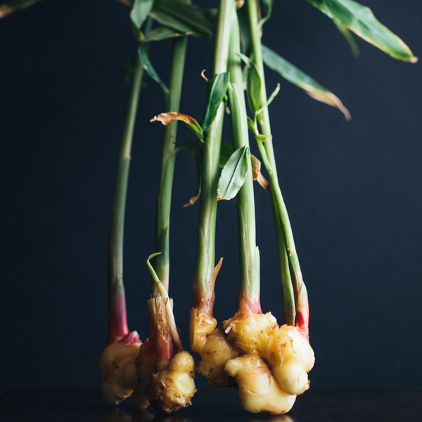 Ginger Plants For Sale | Zingiber officinale | Growers Exchange