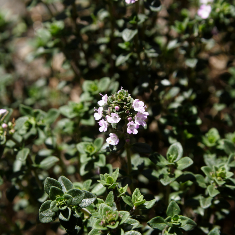 Lemon Thyme Plants For Sale | Thymus Citriodorus | The Growers Exchange