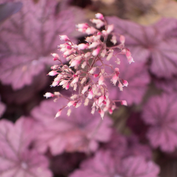Coral Bells 'Melting Fire' | Hauchera Plants