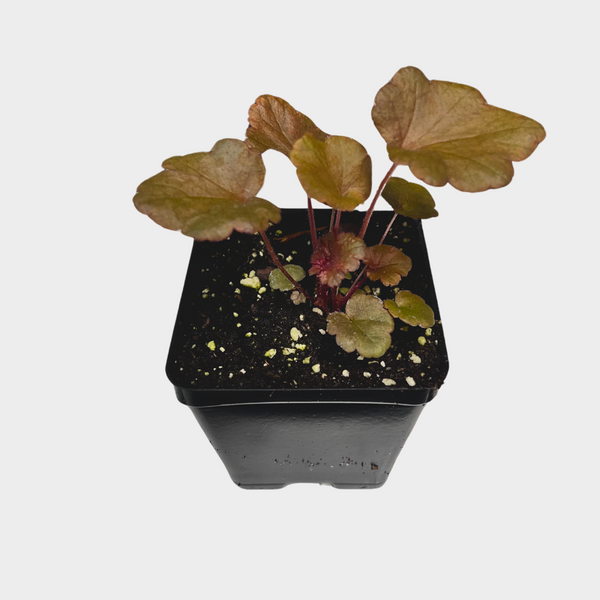 Coral Bells 'Melting Fire' | Hauchera Plants – The Growers Exchange
