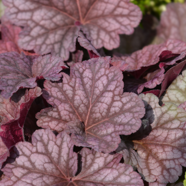 Coral Bells 'Melting Fire' | Hauchera Plants