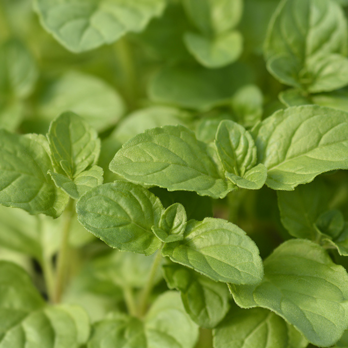 Orange Mint Plants For Sale | Mentha X Piperita Citrata – The Growers ...