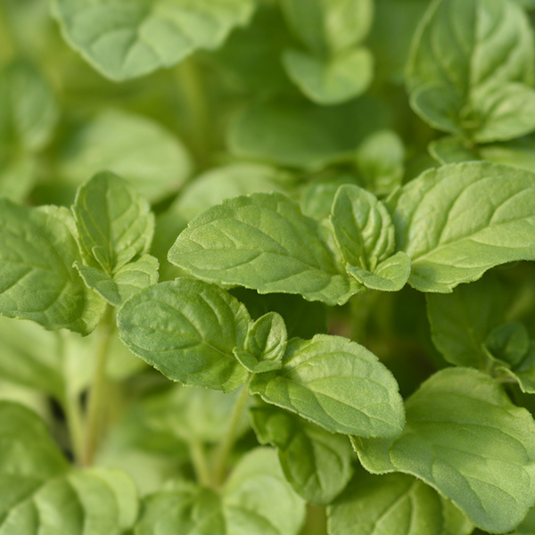 Orange Mint Plants For Sale | Mentha X Piperita Citrata