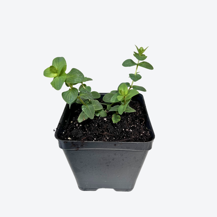 Oregano 'Kent Beauty' Plants For Sale | The Growers Exchange
