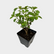 Panadol | Plectranthus caninus | The Growers Exchange