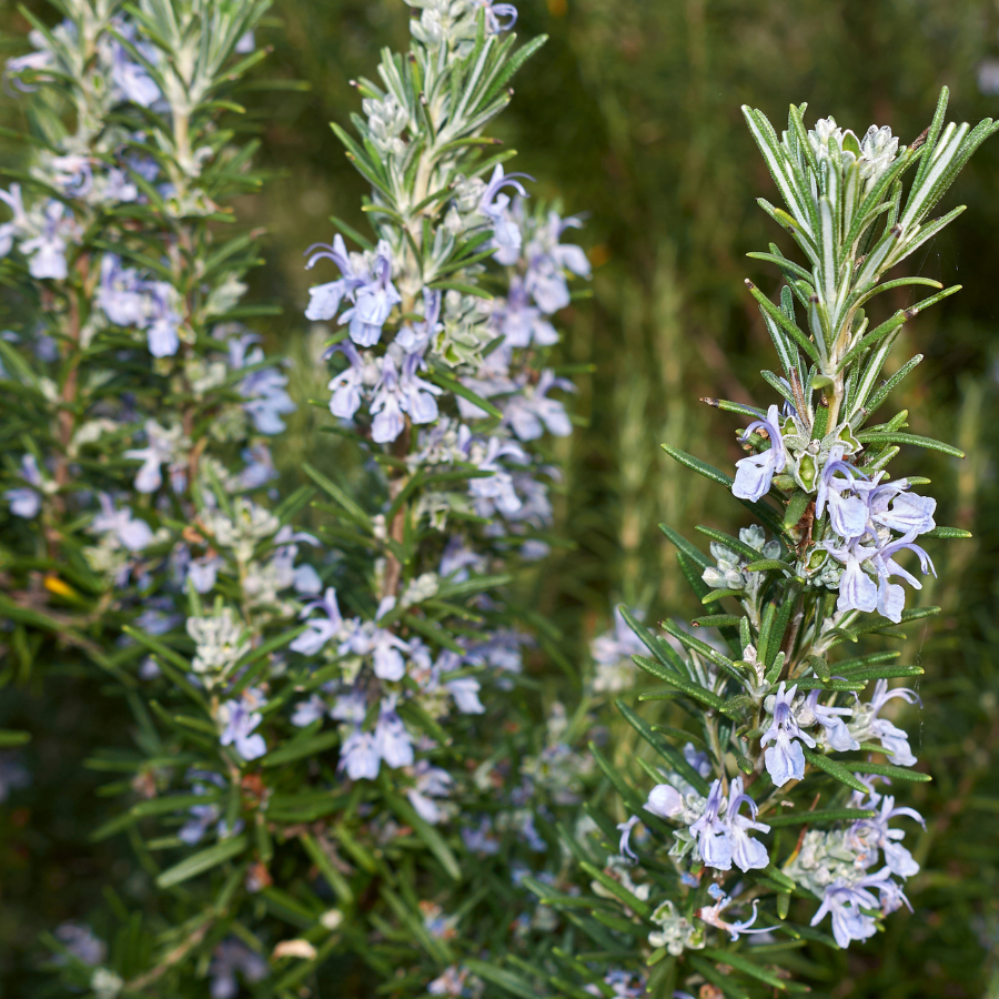 Rosemary Plants | Rosemary Plants for Sale | The Growers Exchange