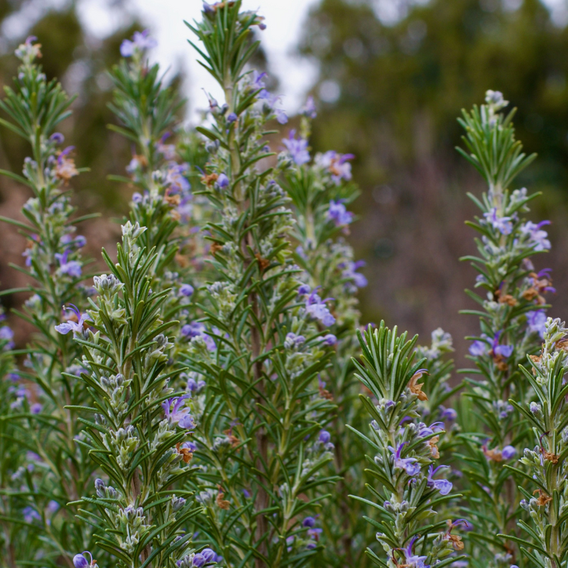 Tuscan Blue Rosemary Plants For Sale | Rosmarinus Officinalis