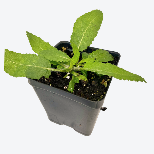 Sage 'May Night' Plants For Sale | Salvia x sylvestris | The Growers ...