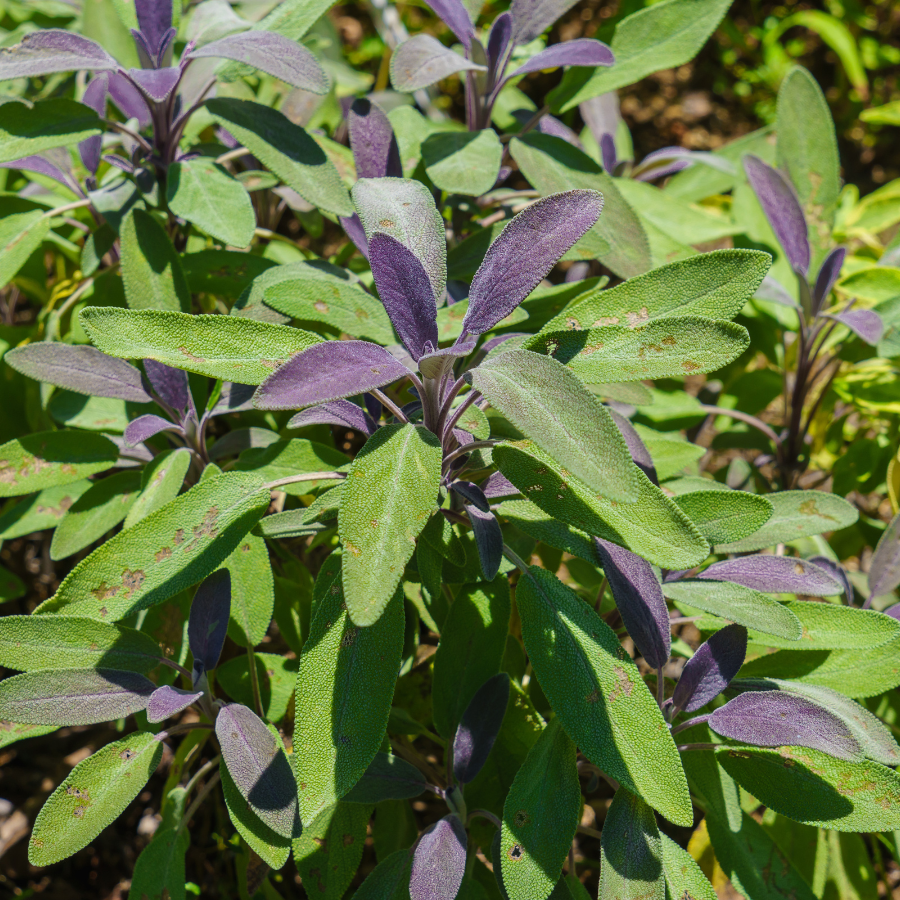Sage Plants for Sale | Different Types of Sage Plants | The Growers ...