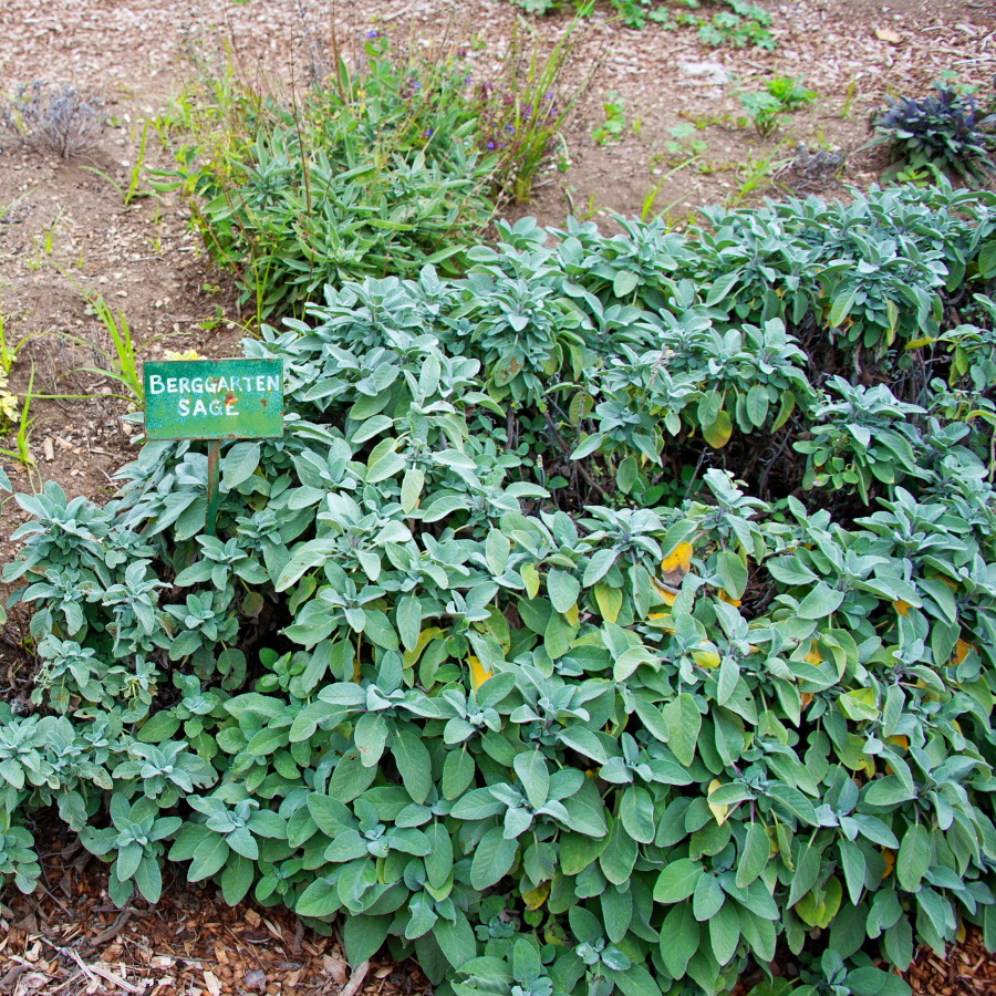 Berggarten Sage Plants For Sale | Salvia Officianlis Berggarten – The ...