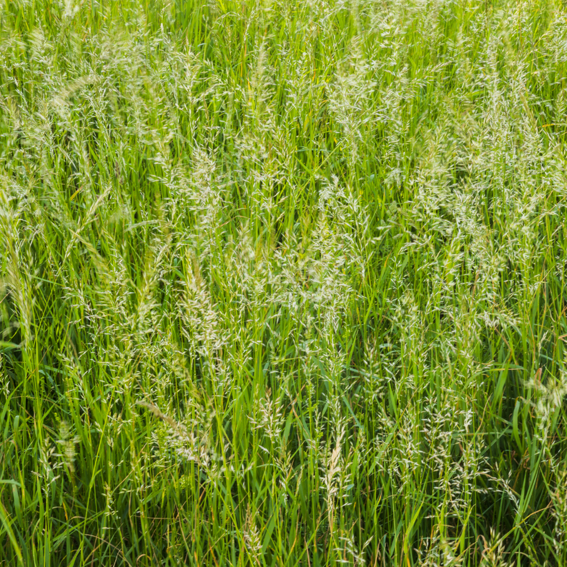 Sweetgrass Plants For Sale | Hierochloe Odorata | Fragrant Holy Grass ...
