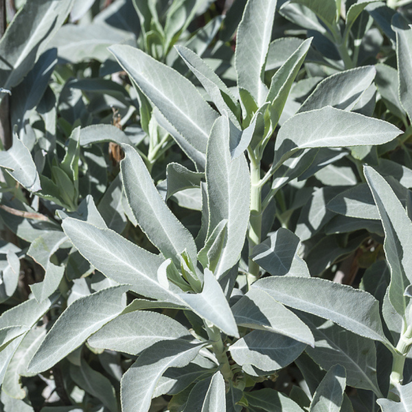 White Sage Plants For Sale | Salvia Apiana