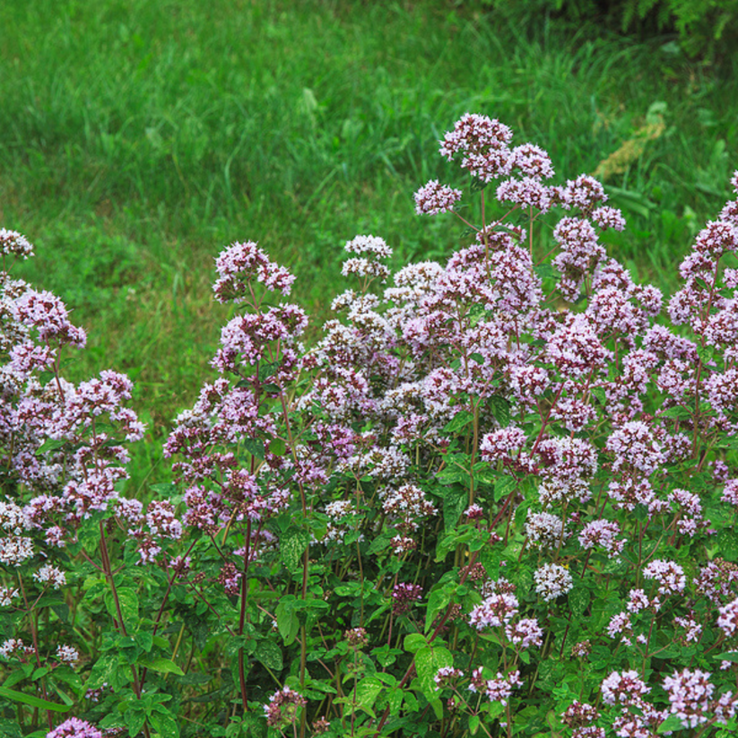 Za'atar Plants for Sale | Origanum maru | The Growers Exchange