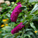 Butterfly Bush 'Buzz Hot Raspberry' – The Growers Exchange