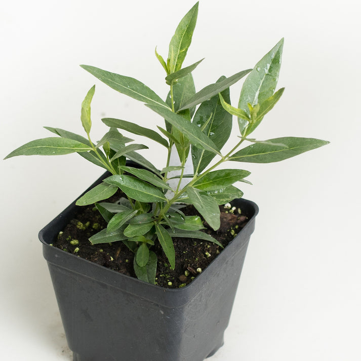 Blue Star 'Blue Ice' Plants For Sale | Amsonia | The Growers Exchange