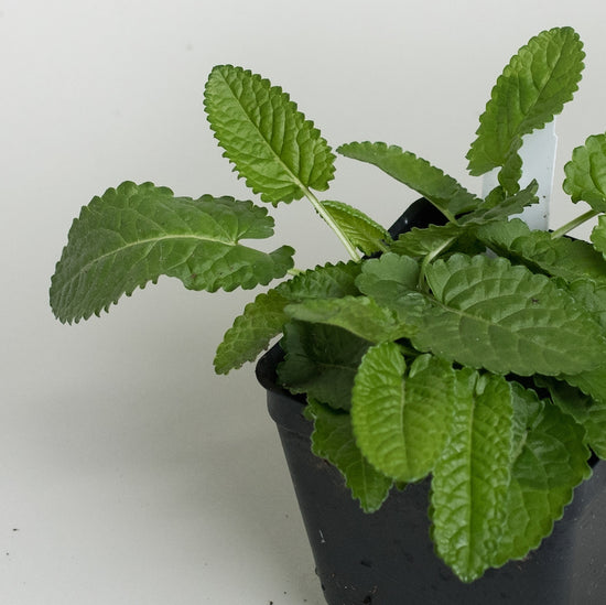 Betony Plants For Sale | Stachys Officianalis – The Growers Exchange