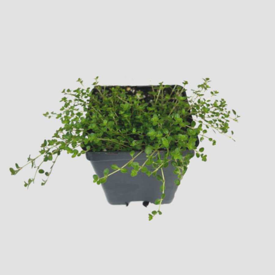 Thyme 'Caborn Wine and Roses' – The Growers Exchange