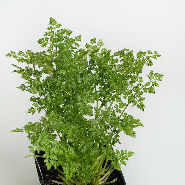 Chervil (Anthriscus cerefolium) Plants For Sale | The Growers Exchange