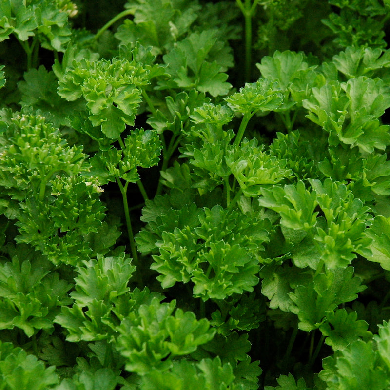 Curly Parsley Plants For Sale | Petroselinum Crispum | The Growers Exchange