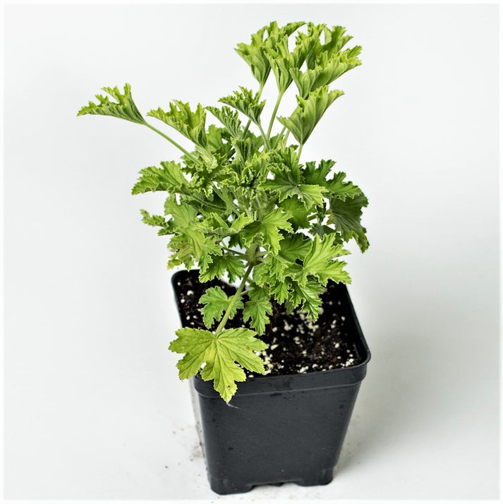 Scented Orange Fizz Geranium Plants For Sale – The Growers Exchange
