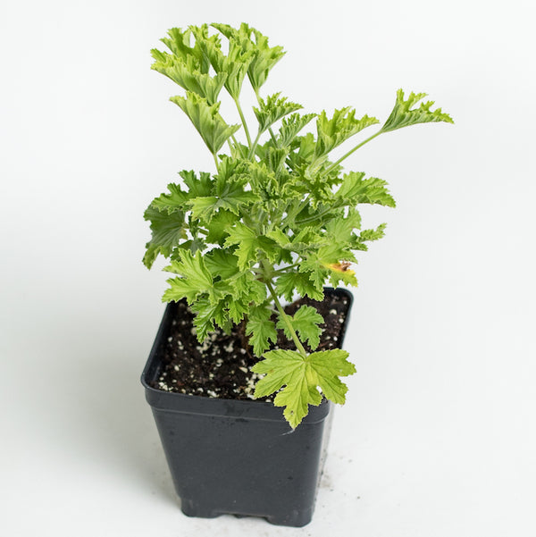 Citronella Geranium Plants for Sale | Pelargonium Citrosa