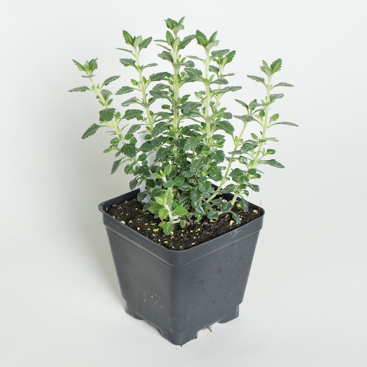 Upright Germander Plants For Sale | Teucrium Chamaedrys – The Growers ...