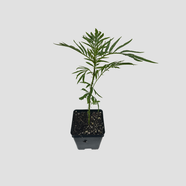 Huacatay Plants For Sale