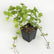 Orange Mint Plants For Sale | Mentha X Piperita Citrata – The Growers ...