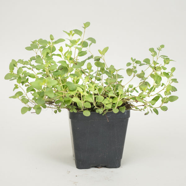 Greek Oregano Plants For Sale | Origanum Vulgare Hirtum