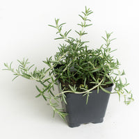 Prostrate Rosemary Plants For Sale | Rosmarinus Prostratus