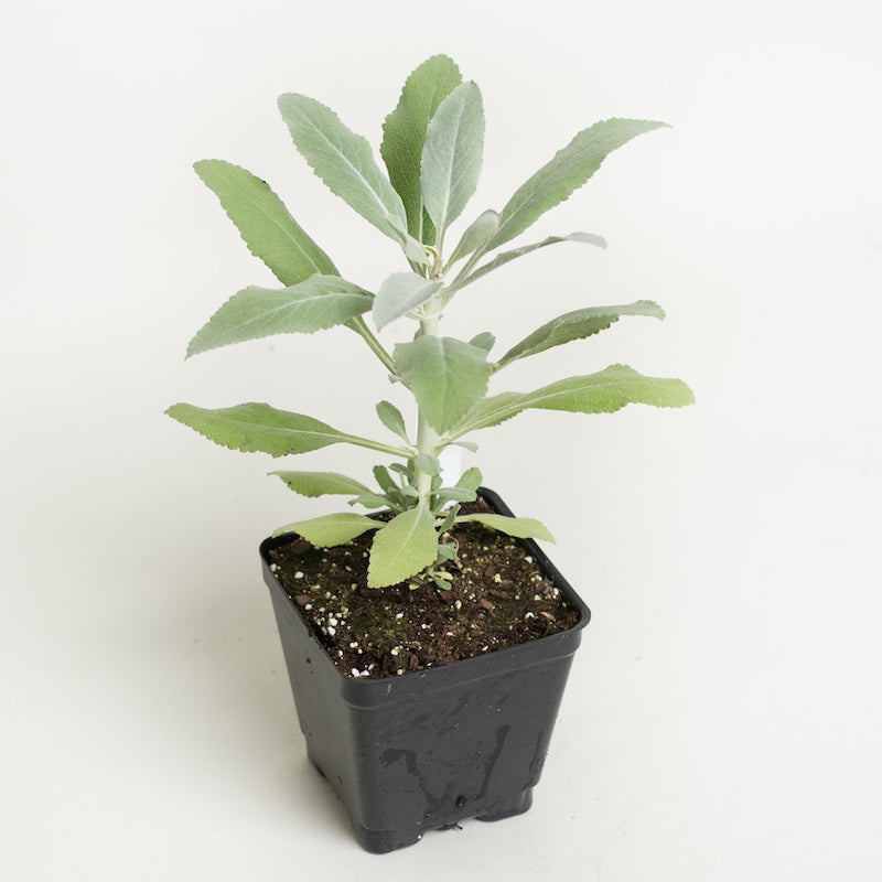 White Sage Plants For Sale | Salvia Apiana – The Growers Exchange