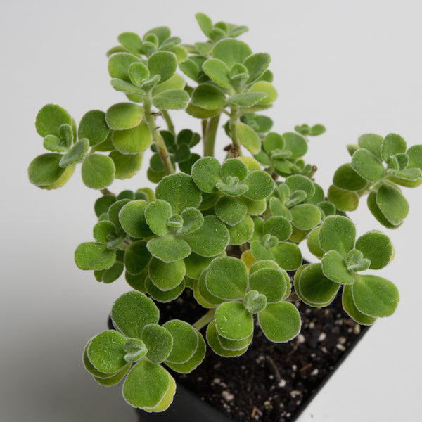 Vicks Plant For Sale | Plectranthus Tomentosa – The Growers Exchange