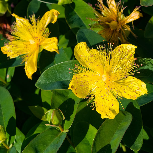 Hypericum calycinum Plants for Sale | Creeping St. John's Wort
